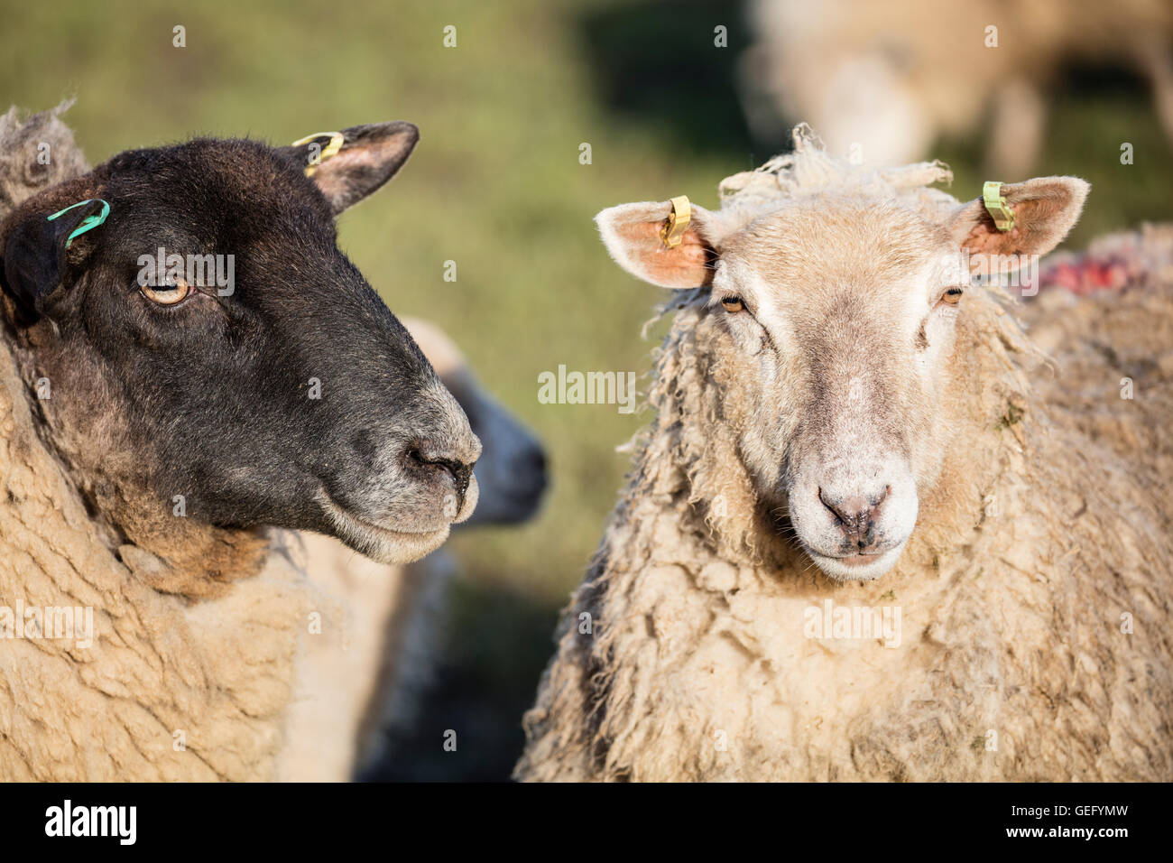 Portrait of two sheep - one with a black face and one with a white face ...