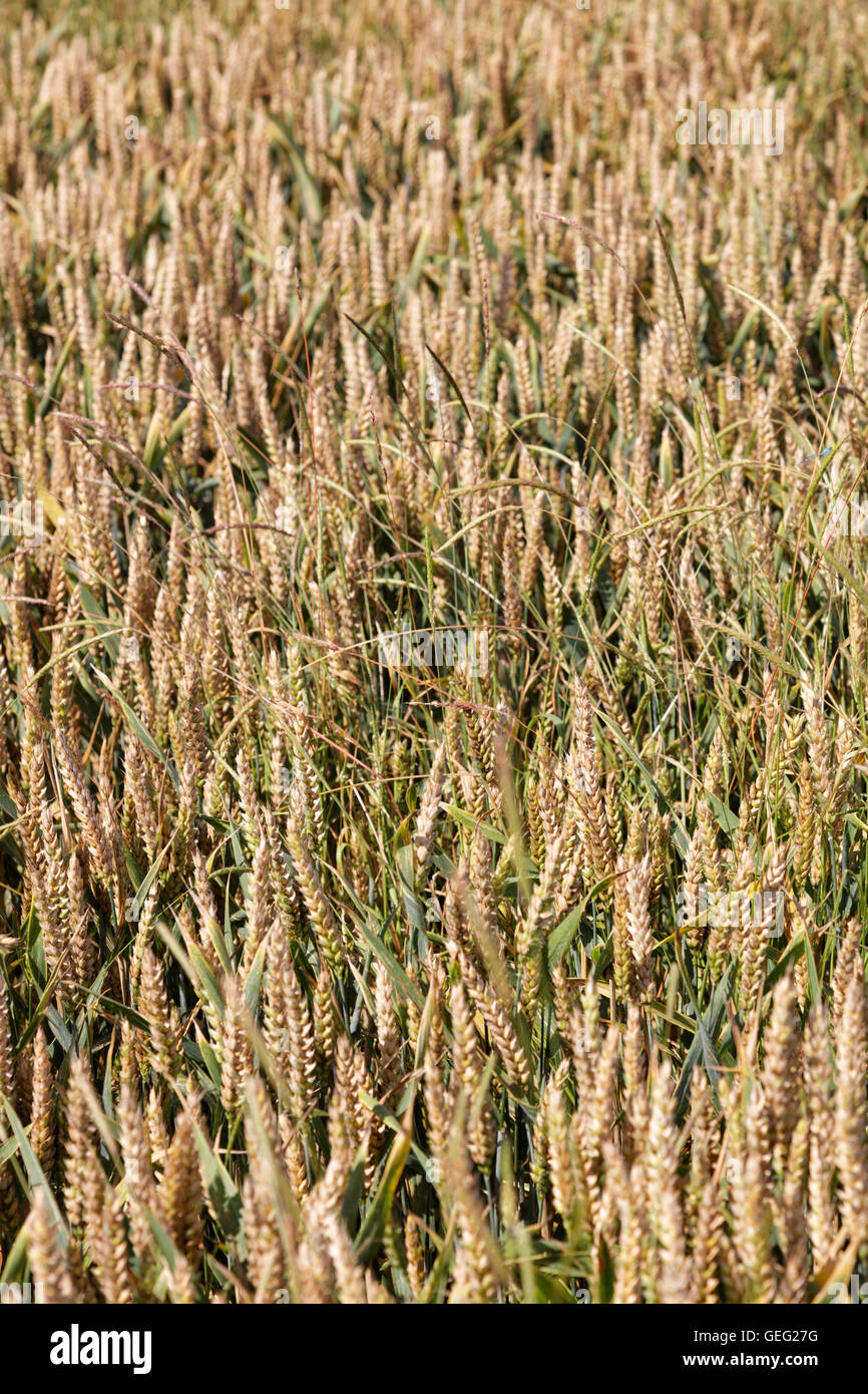 Wheat field rural hi-res stock photography and images - Alamy