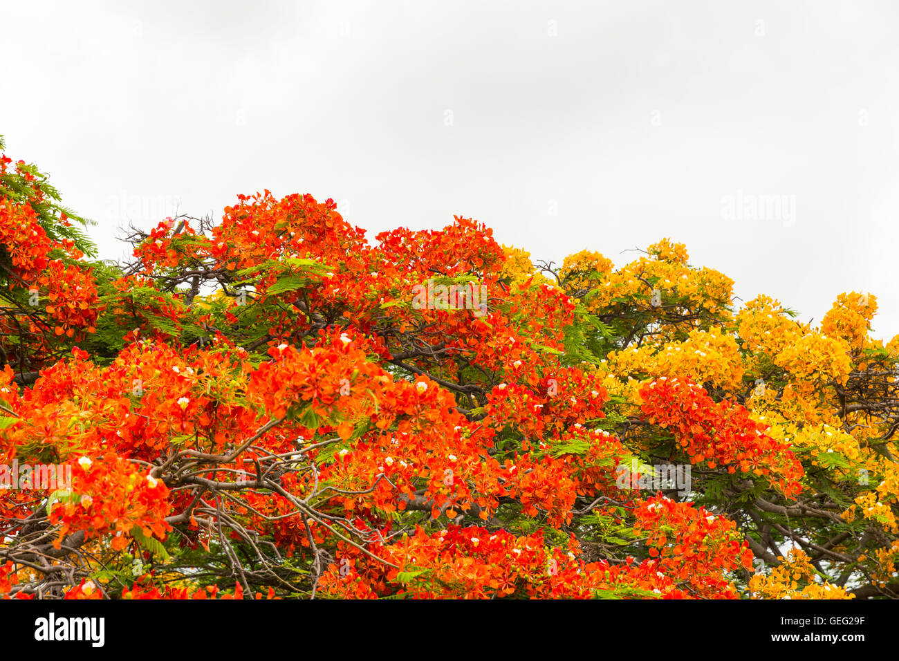 Flamboyant tree cuba hi-res stock photography and images - Alamy