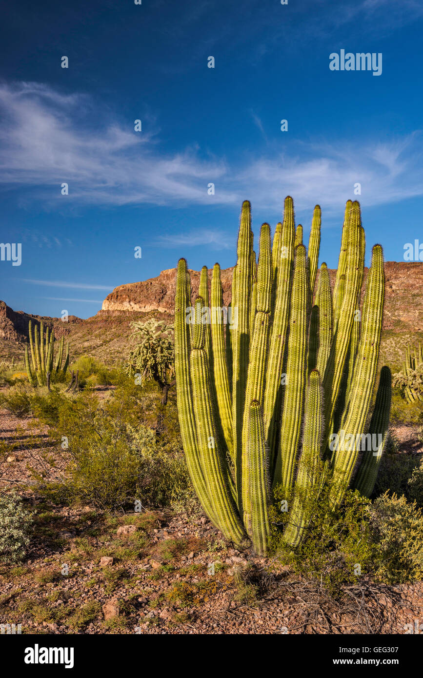 Organ pipe cactus, Diablo Mountains behind, Ajo Mountain Drive, Sonoran ...