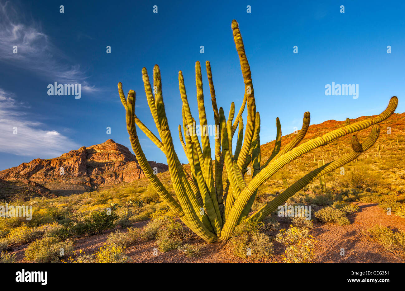 Organ pipe cactus, Ajo Range behind, Ajo Mountain Drive, at sunset ...