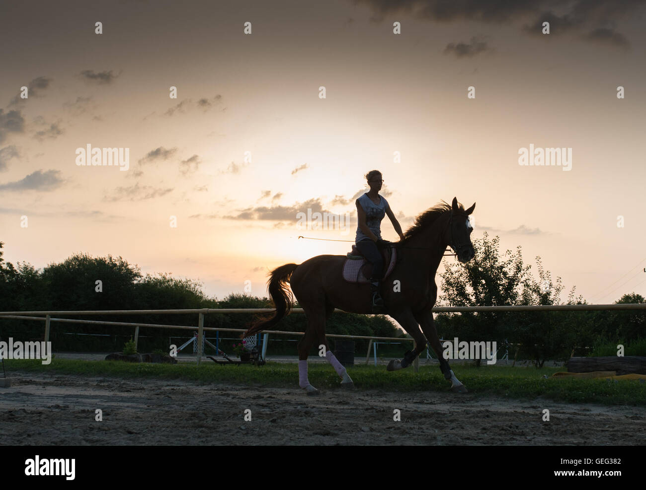 Pretty Horse High Resolution Stock Photography and Images - Alamy
