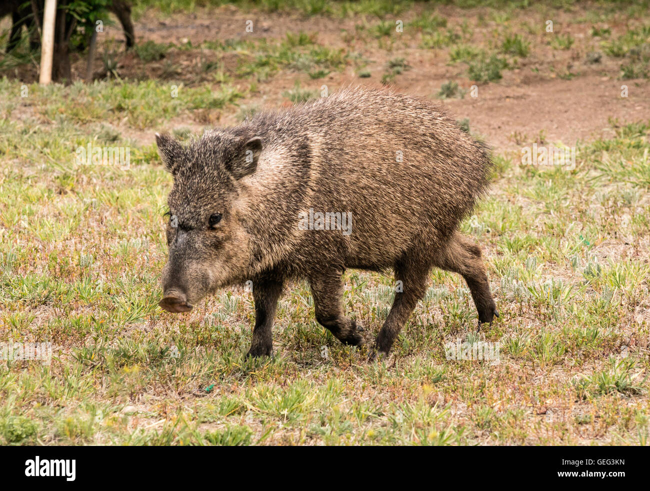 Javelina aka peccary or skunk pig in residential area in Portal ...