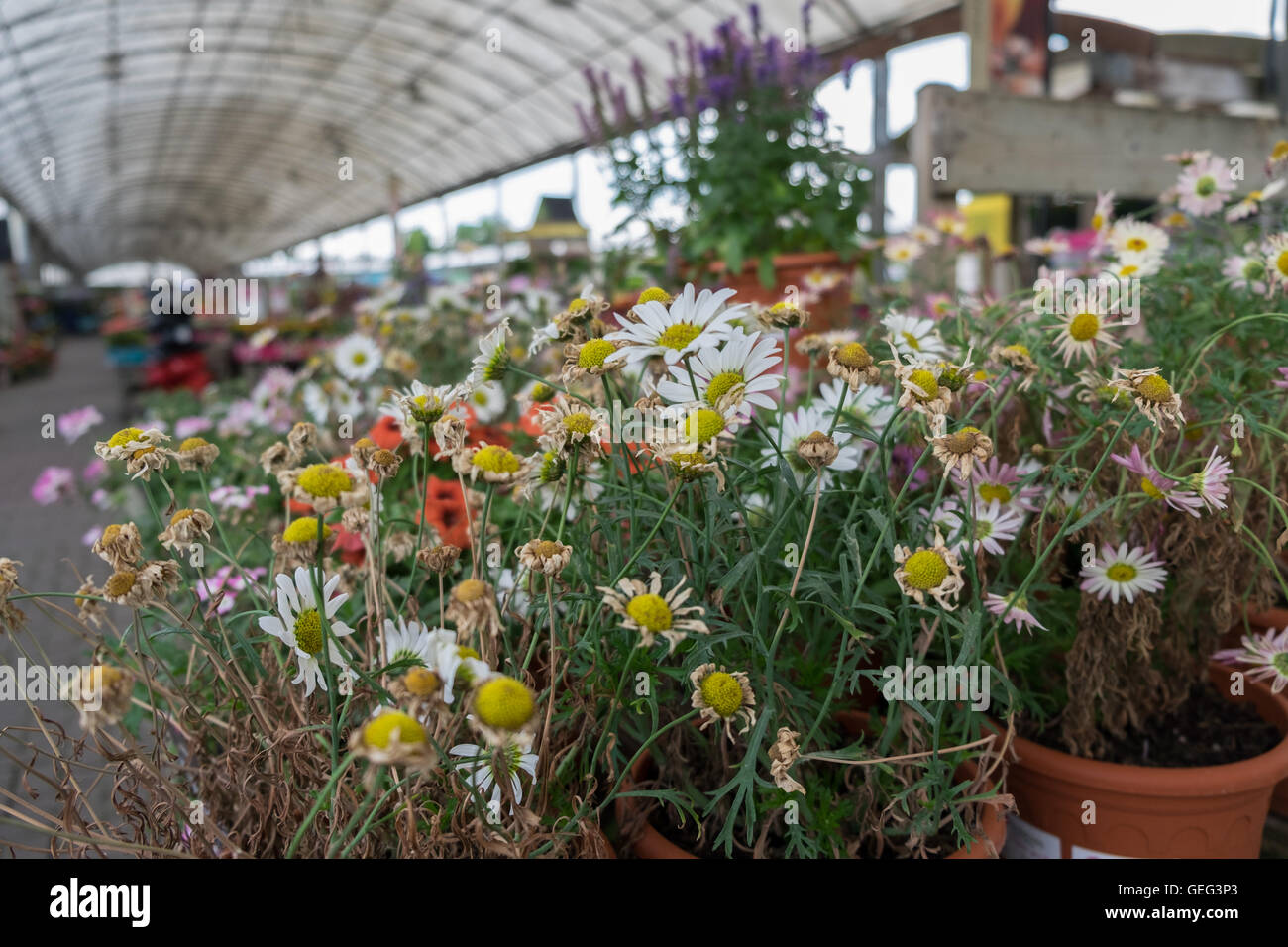 Dobbies hi-res stock photography and images - Alamy