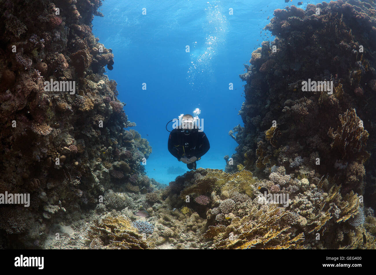 Male scuba diver with a coral reef, Coral pillars, Red sea, Egypt Stock ...