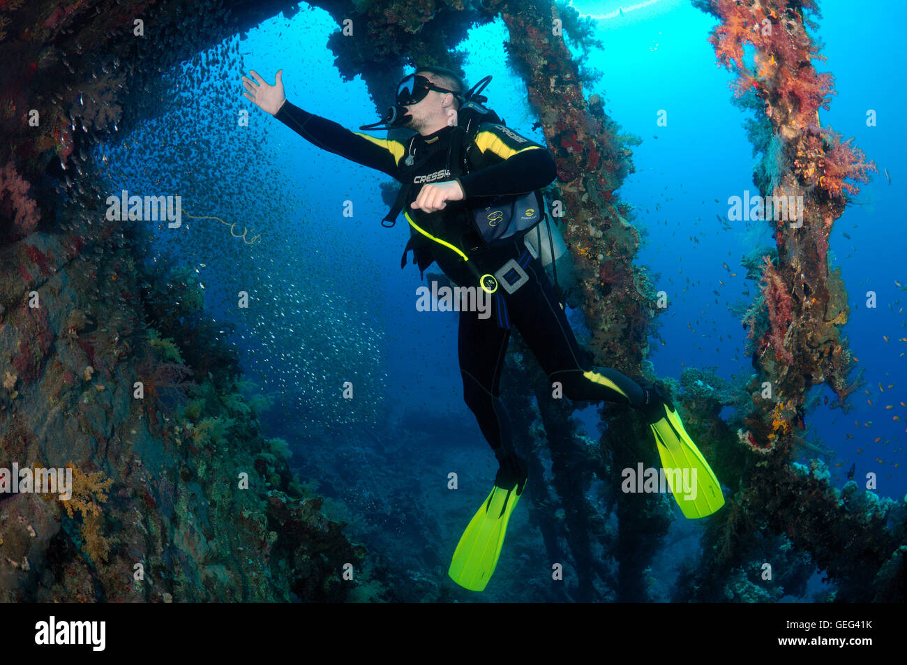 Male scuba diver inside the wreck of the SS Carnatic with a school of ...
