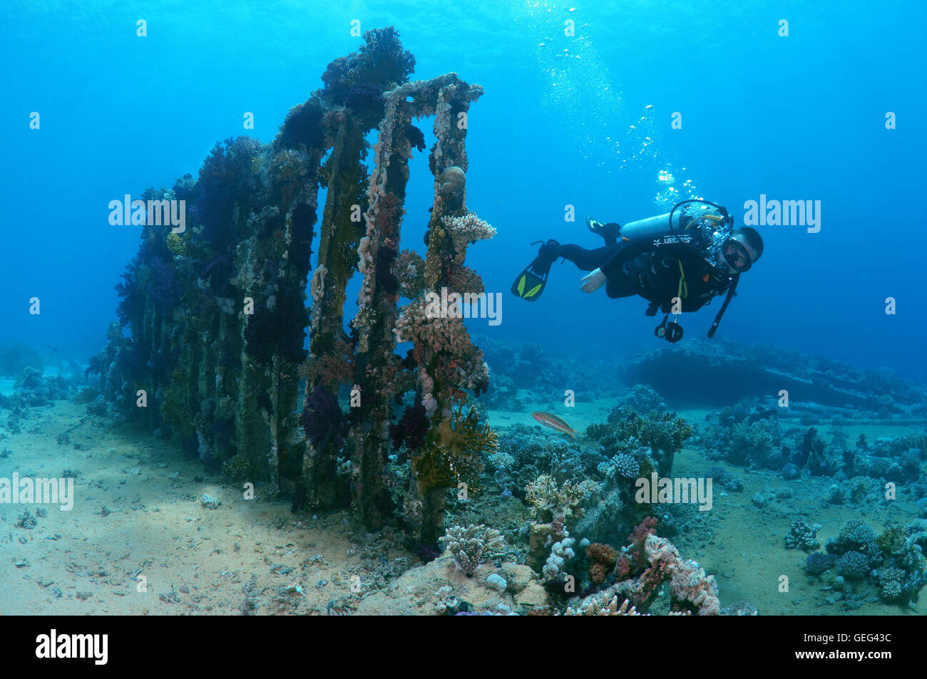 Male Scuba diver at skeleton on the Wreck of Yolanda, Shark Yolanda ...