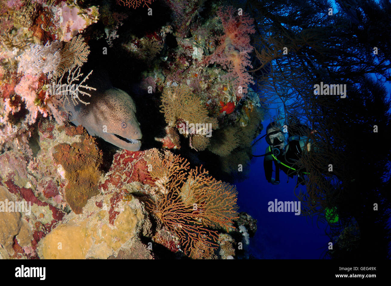 Male scuba diver at Giant moray (Gymnothorax javanicus), Shark Yolanda ...