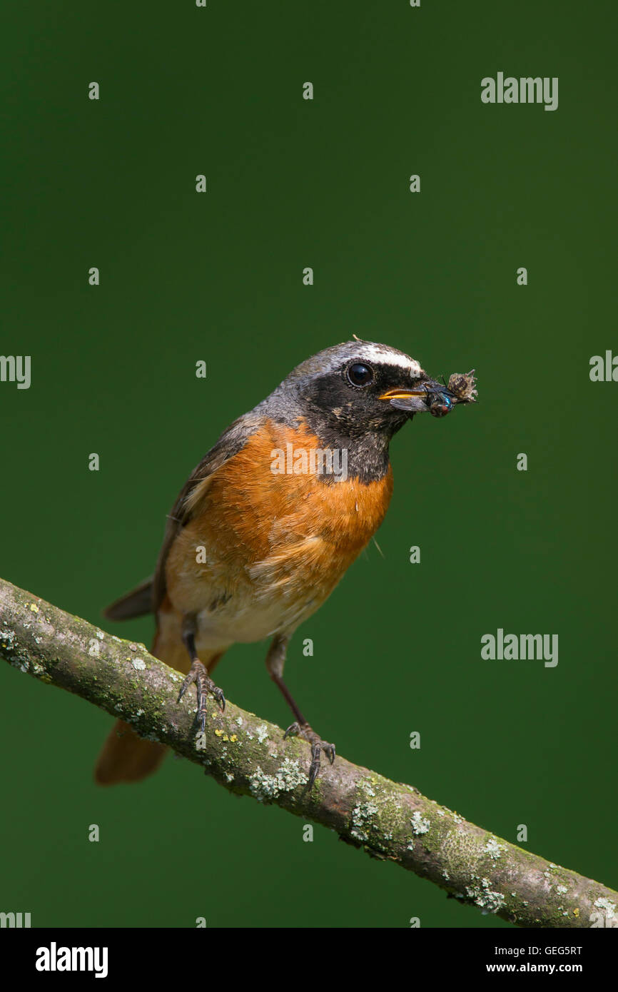 Common redstart (Phoenicurus phoenicurus) male with insect prey in beak ...