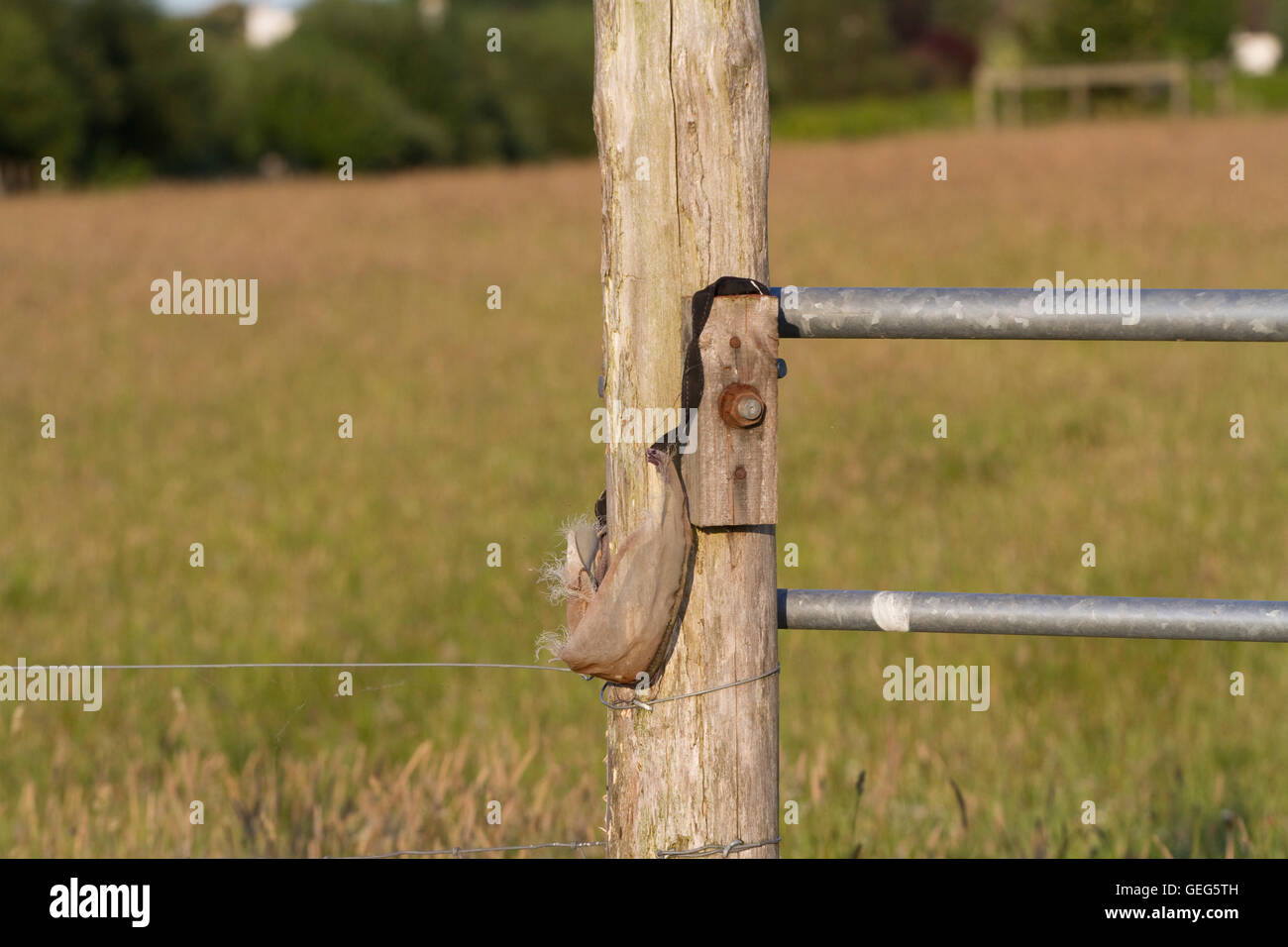 Wooden gate post metal gate hi-res stock photography and images - Alamy