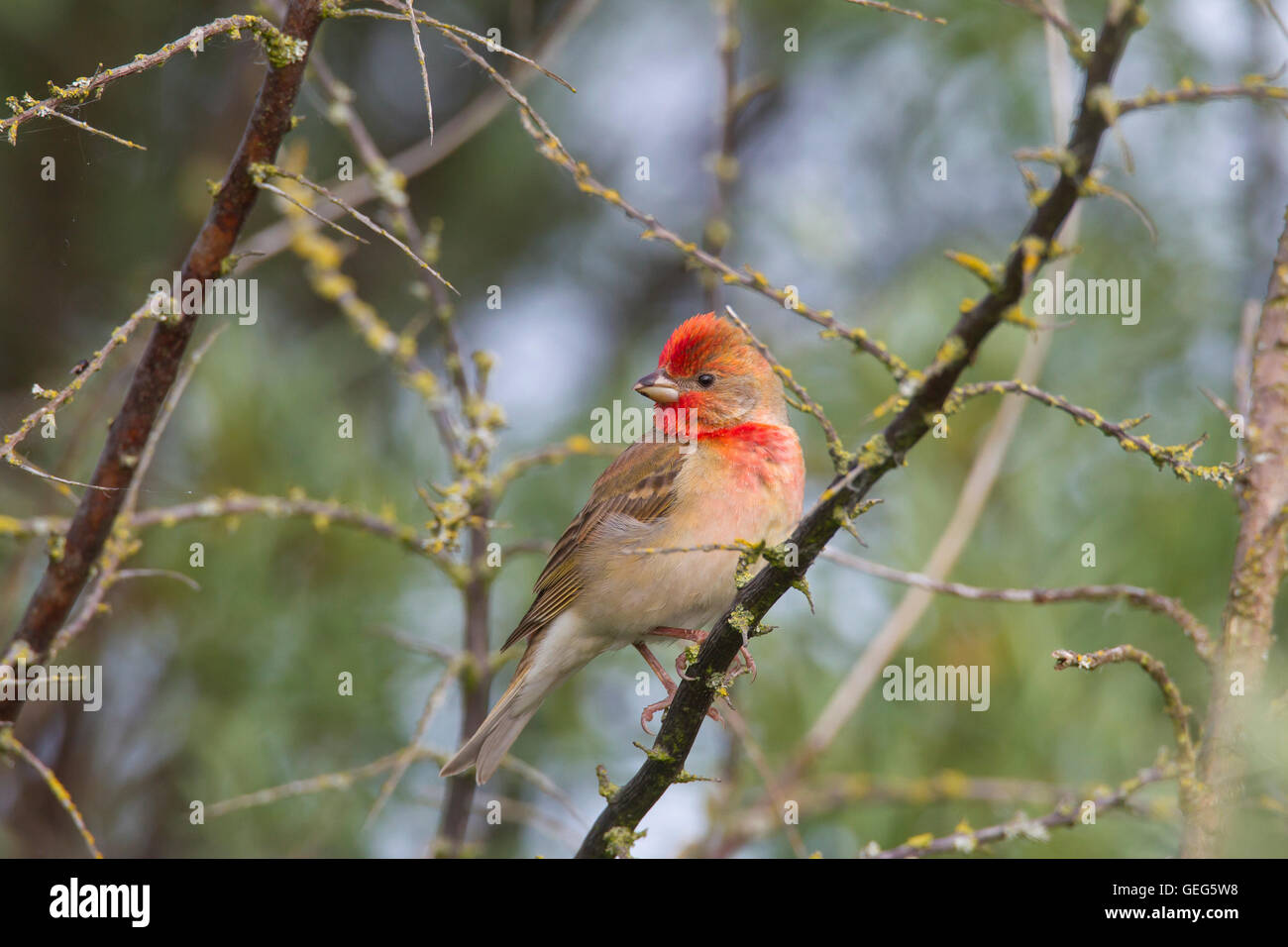 Common rosefinch / scarlet rosefinch (Carpodacus erythrinus) male ...