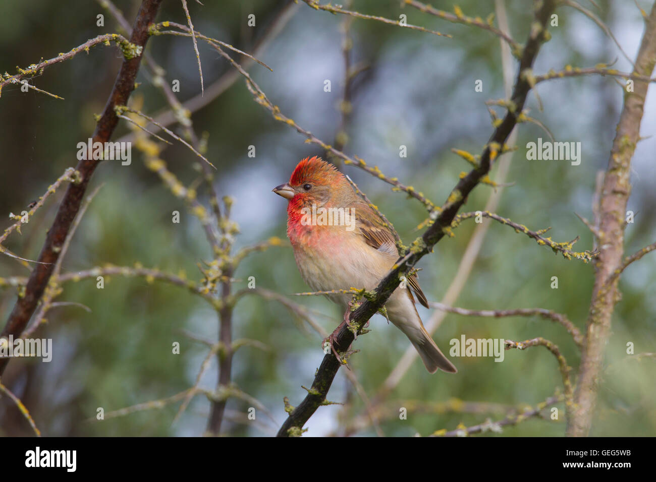 Common rosefinch / scarlet rosefinch (Carpodacus erythrinus) male ...