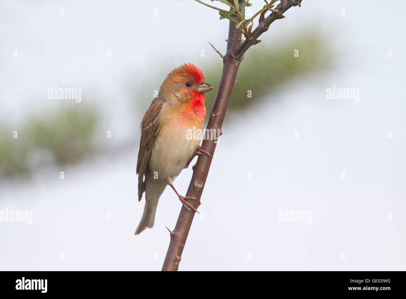 Scarlet rosefinches hi-res stock photography and images - Alamy