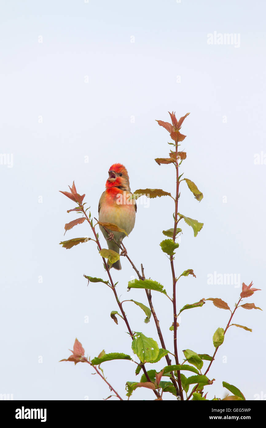 Rosefinch rosefinches hi-res stock photography and images - Alamy
