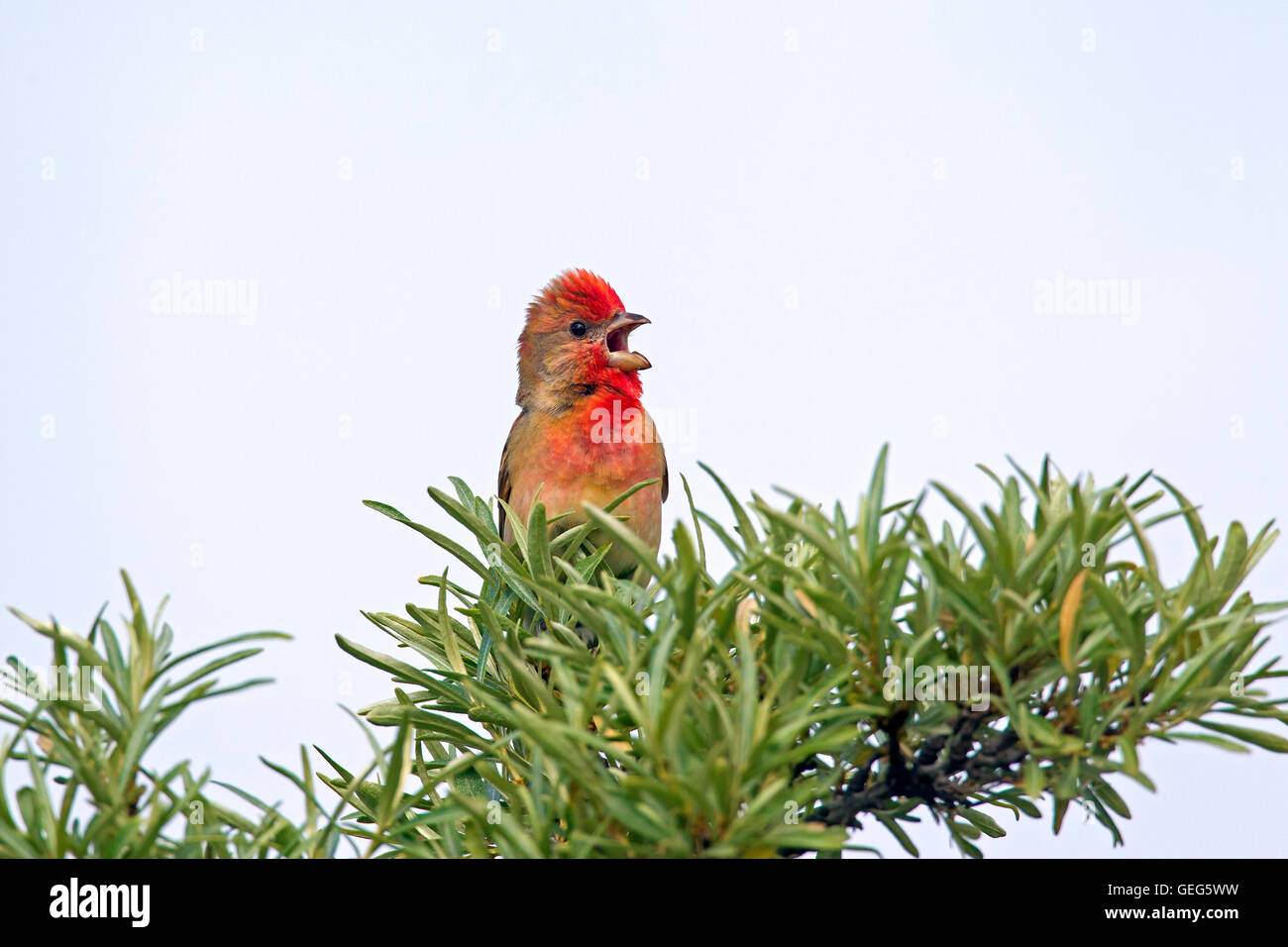Rosefinch rosefinches hi-res stock photography and images - Alamy