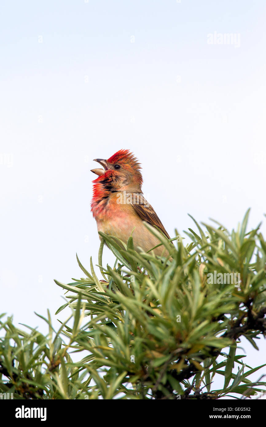 Scarlet finches hi-res stock photography and images - Alamy