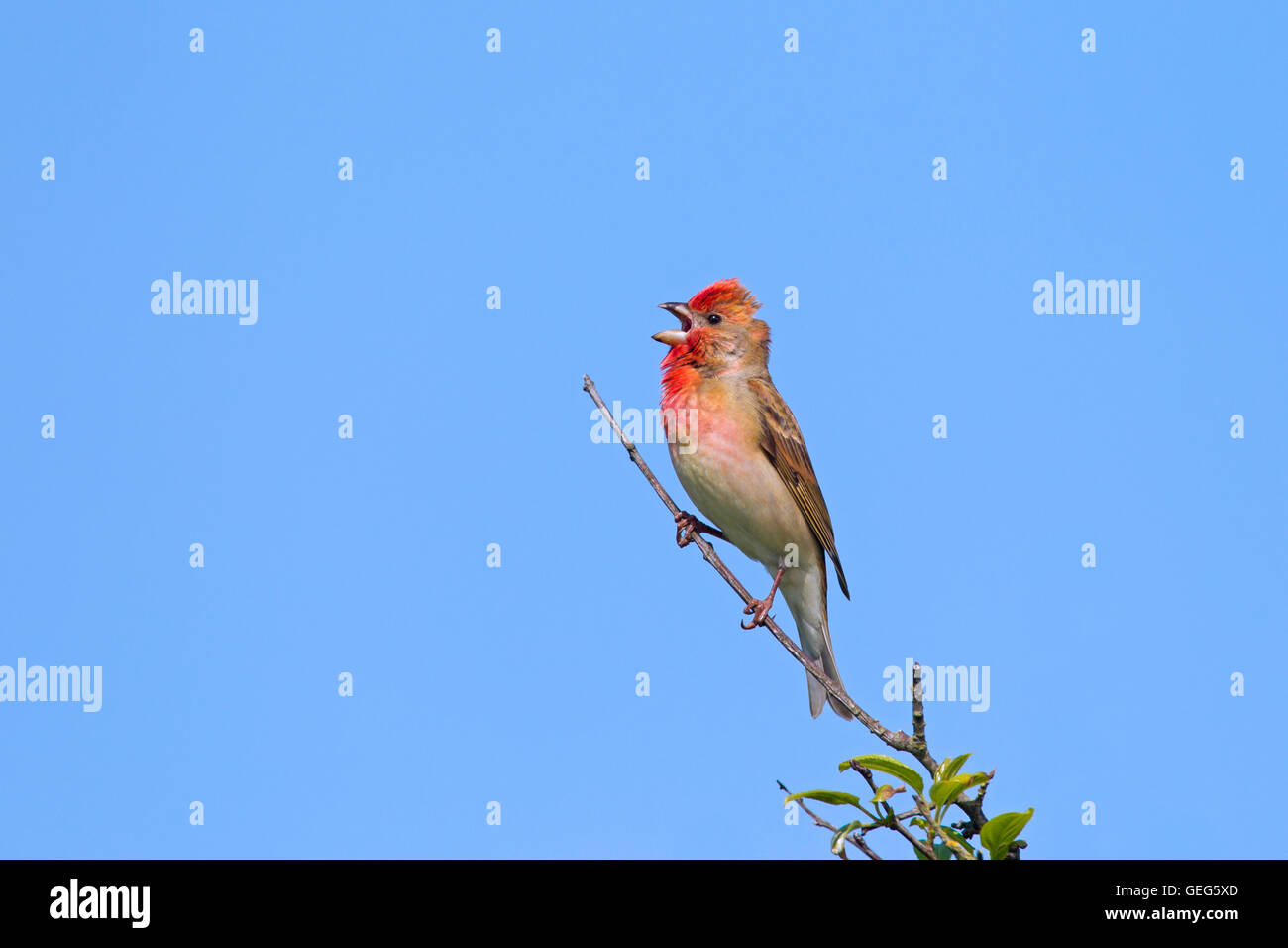 Common rosefinch / scarlet rosefinch (Carpodacus erythrinus) male ...