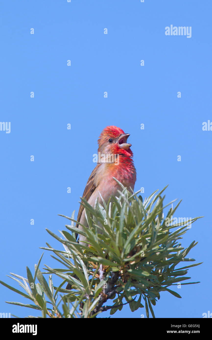 Rosefinch rosefinches hi-res stock photography and images - Alamy