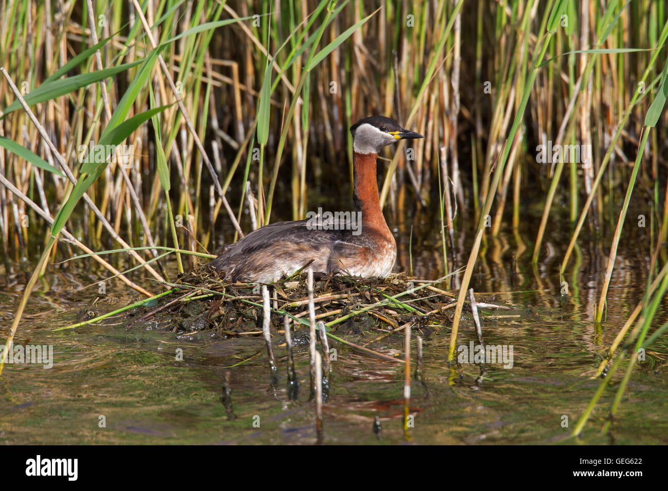 Red necked grebe hi-res stock photography and images - Alamy