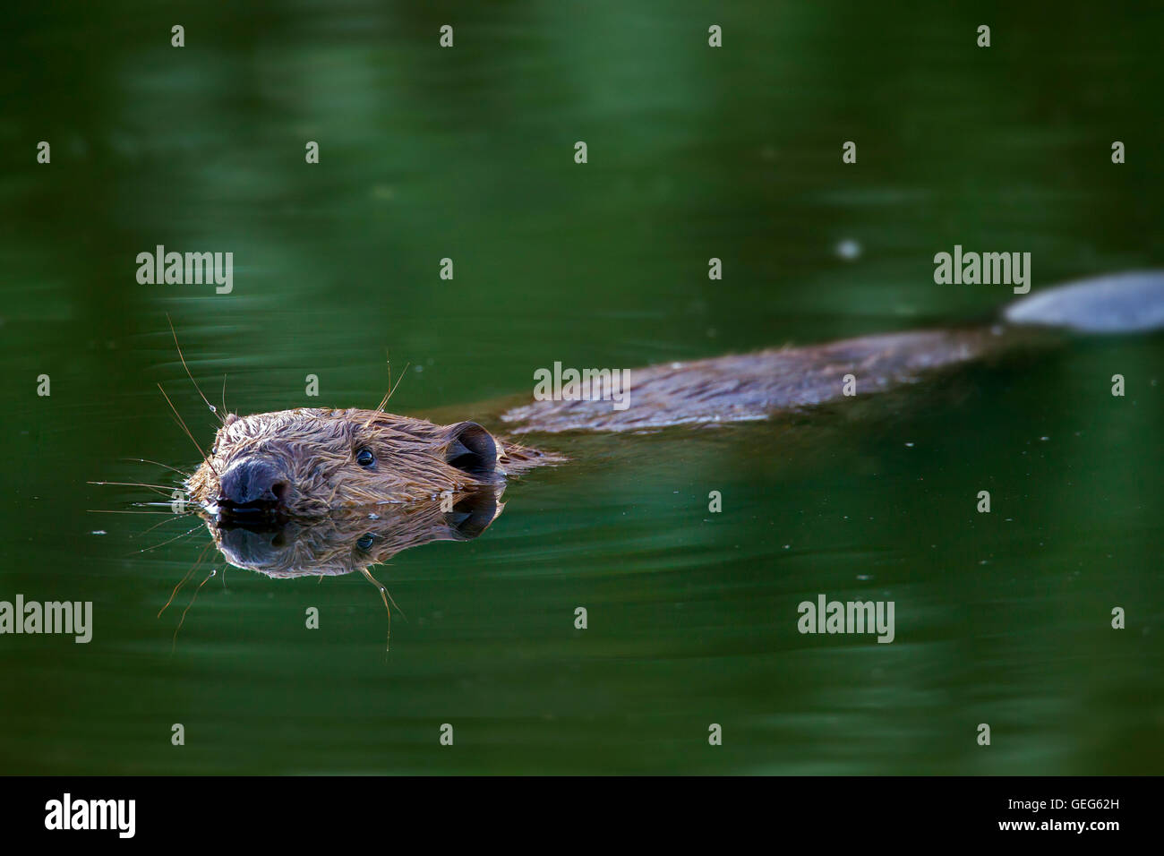 Eurasian beaver / European beaver (Castor fiber) swimming in pond Stock ...