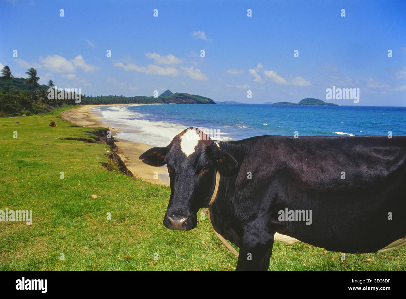 A cow near Bathway beach. Levera National Park, Grenada, Caribbean ...