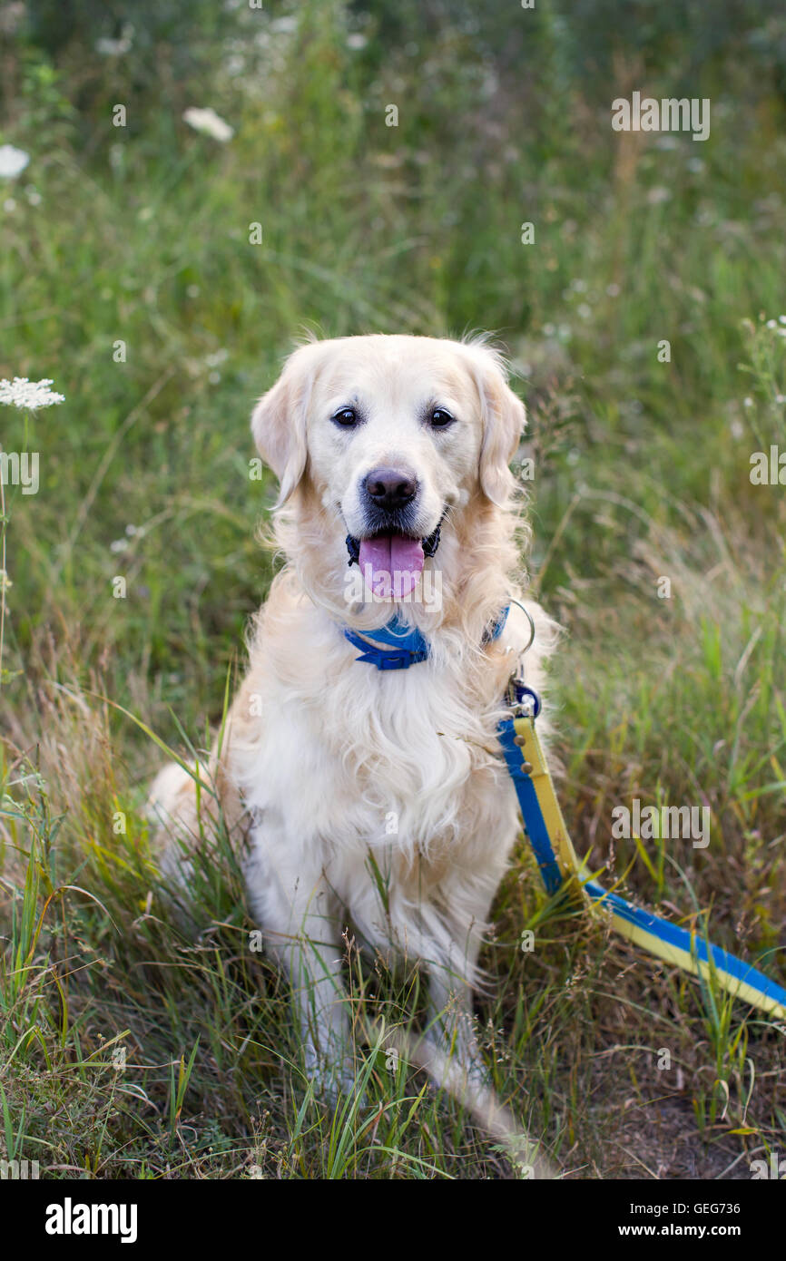 Pretty golden retriever hi-res stock photography and images - Alamy