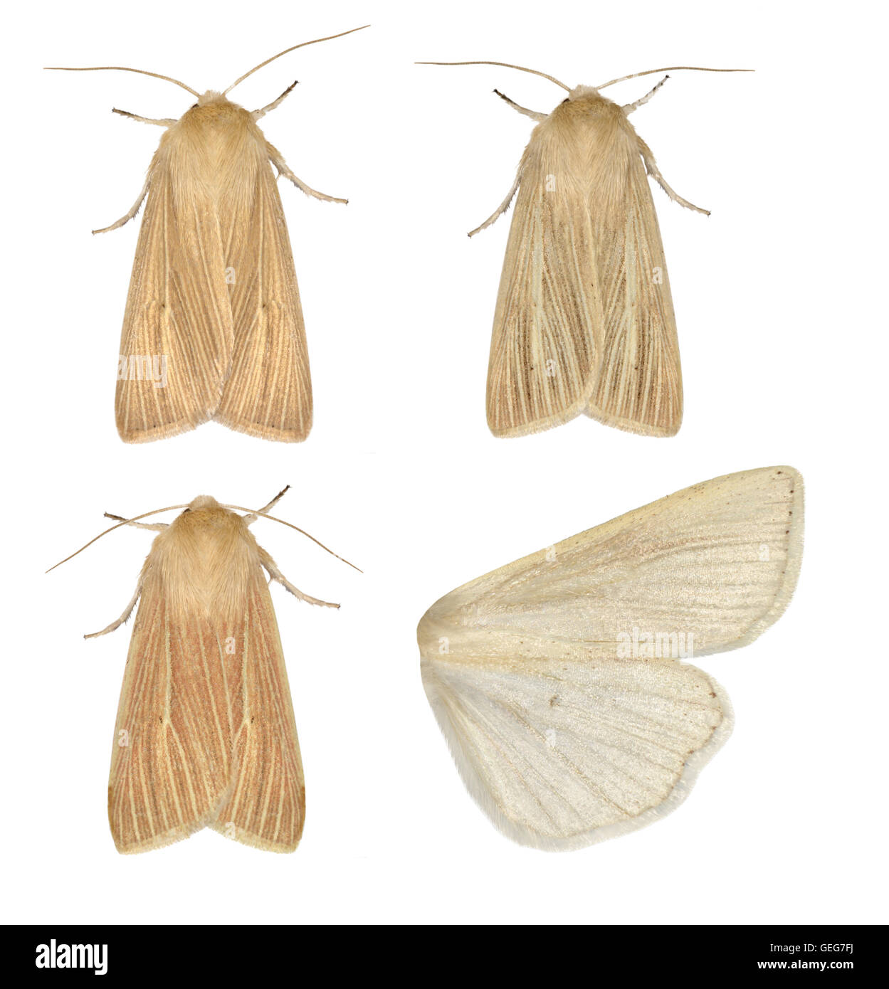 Mythimna pallens hi-res stock photography and images - Alamy