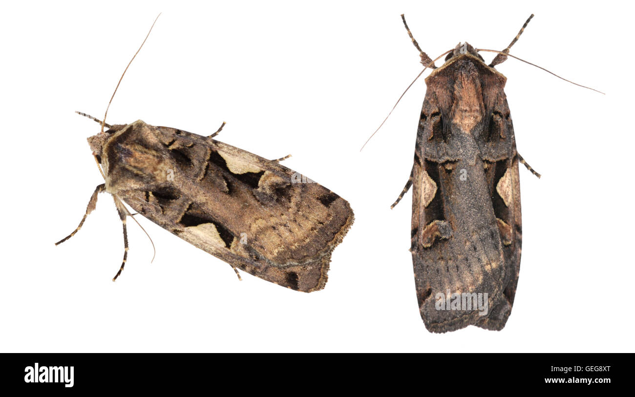 Setaceous Hebrew Character - Xestia c-nigrum - 73.359 (2126 Stock Photo ...