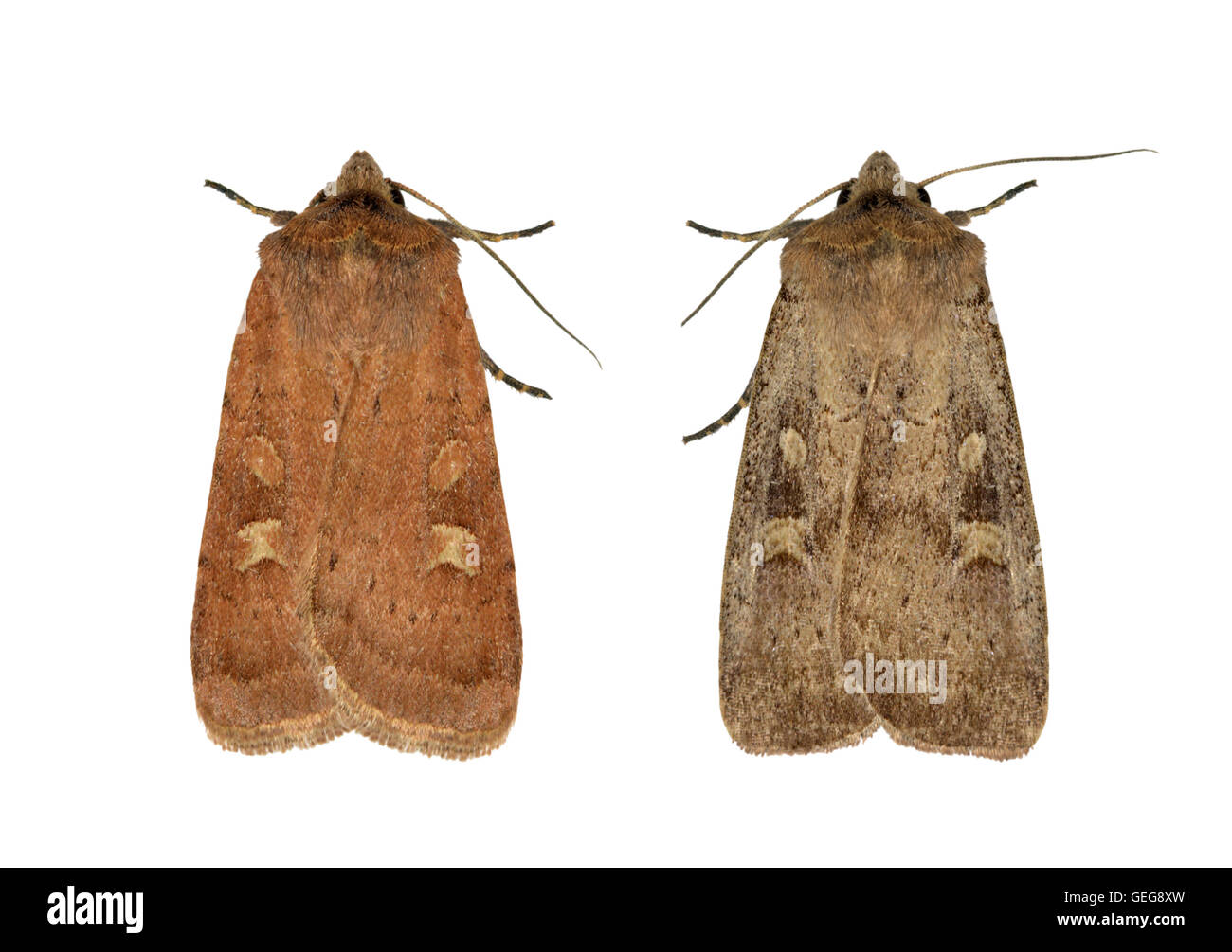 Square-spot Rustic - Xestia xanthographa - 73.357 (2134 Stock Photo - Alamy