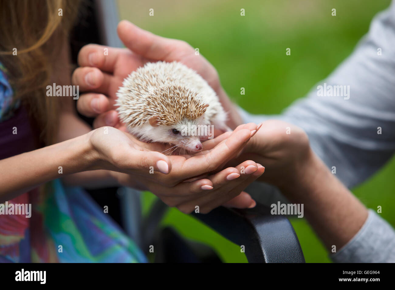 Young hedgehog in hands Stock Photo - Alamy