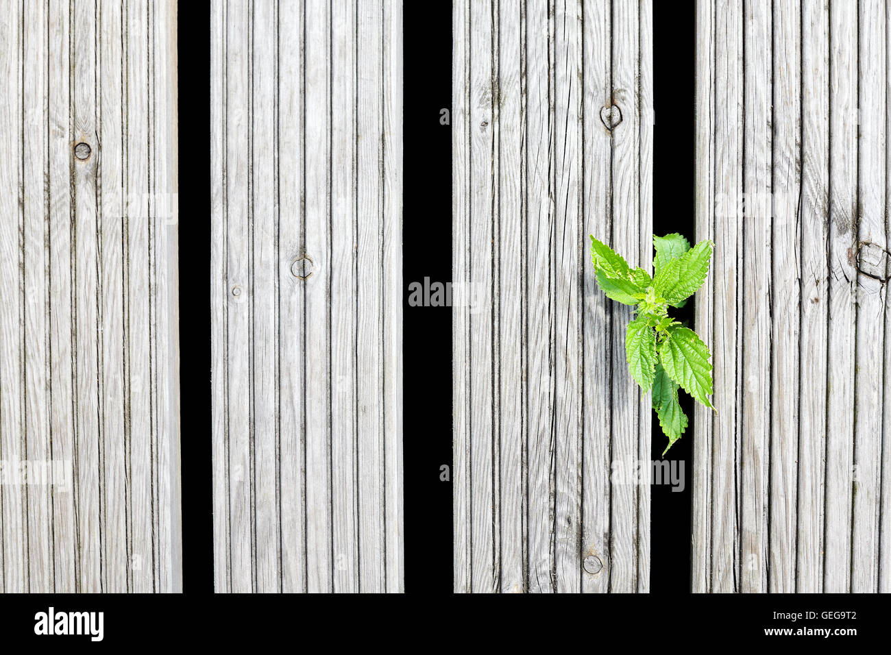 Single nettle growing between wooden boards Stock Photo - Alamy