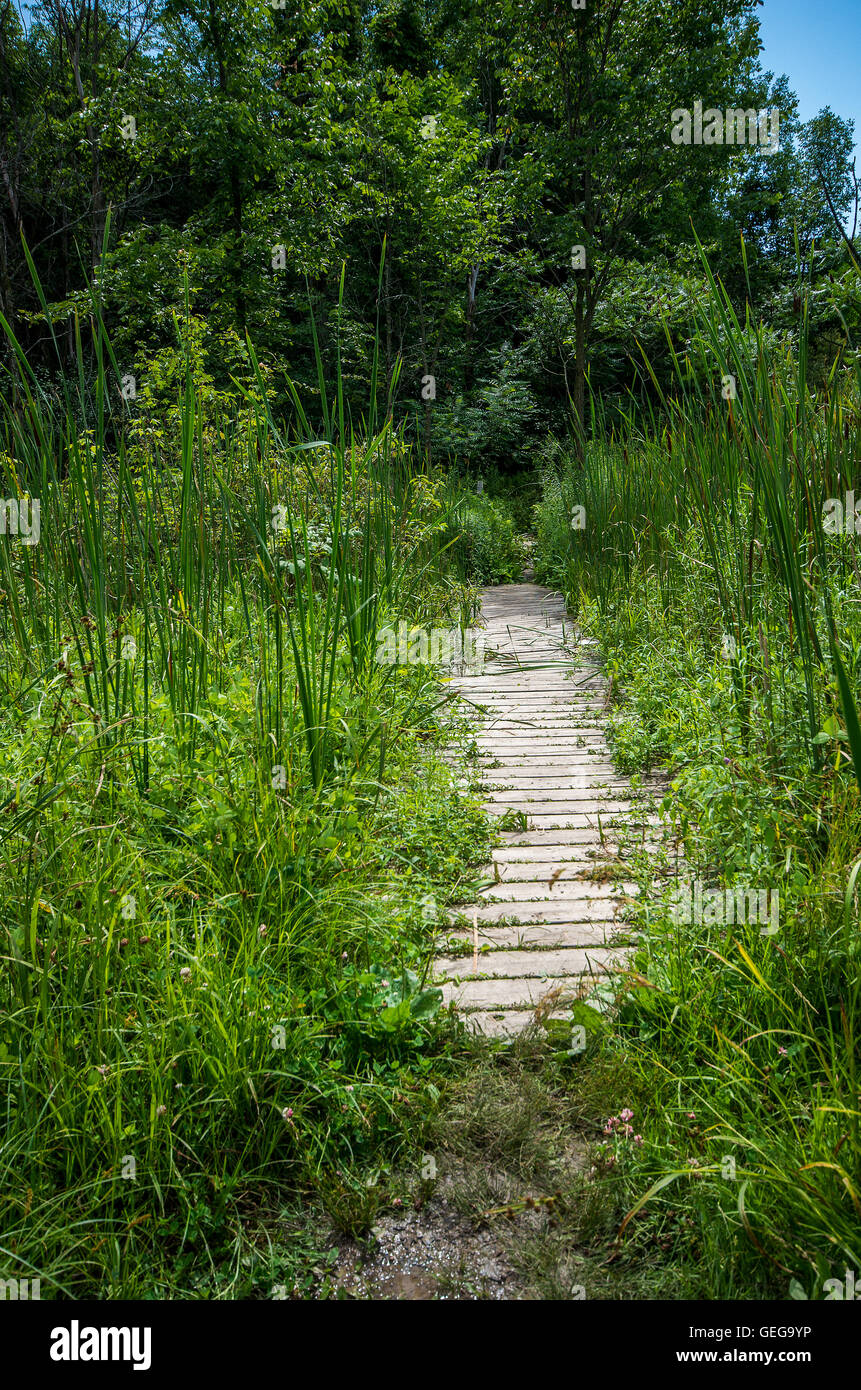 Point Au Roche State Park views from the trails Stock Photo - Alamy