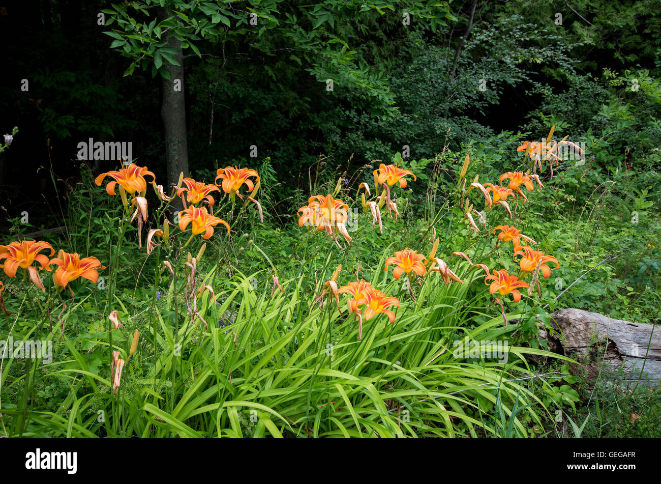 Point Au Roche State Park views from the trails Stock Photo - Alamy