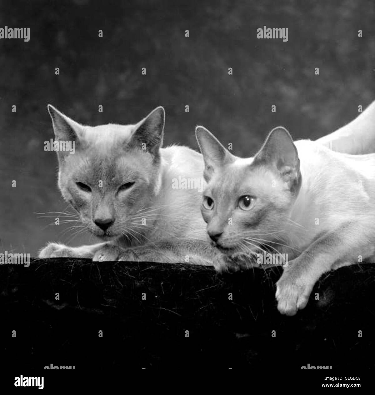 Pair of photos at Black and White Stock Photos & Images - Alamy