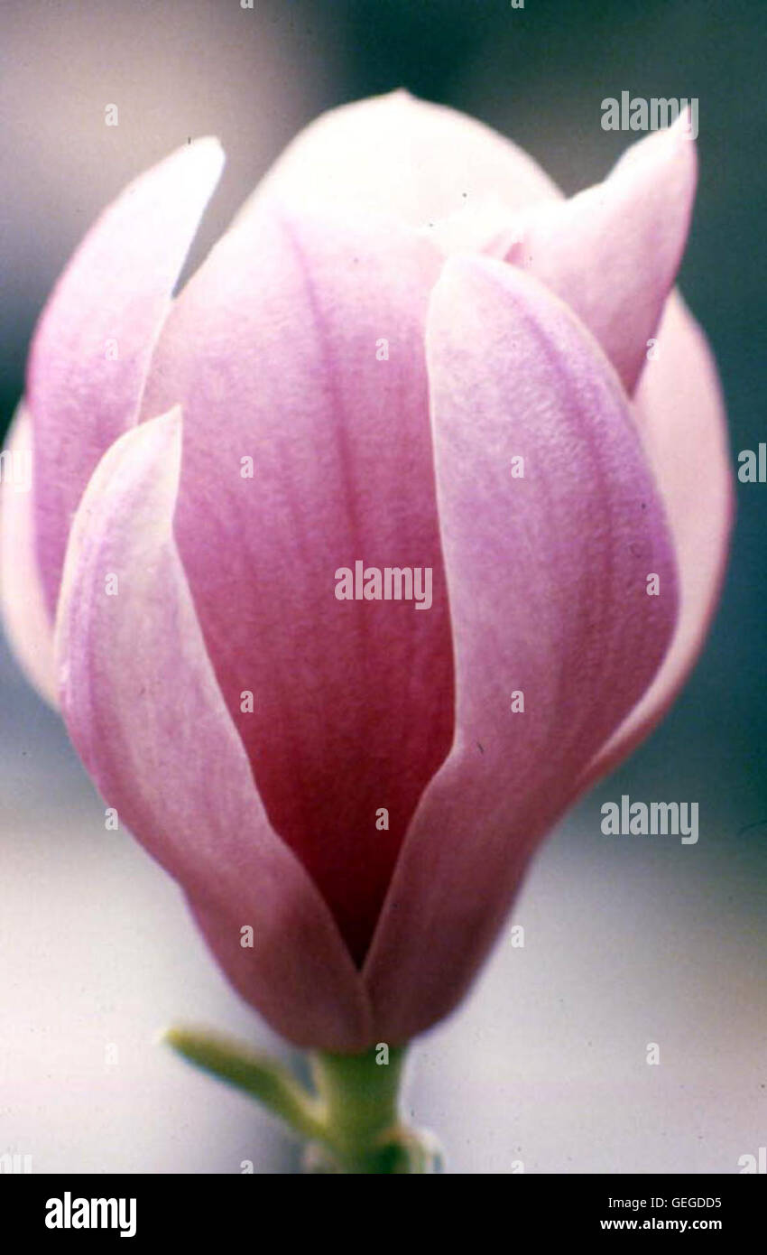 A close-up photograph of a Japanese magnolia flower, taken in ...