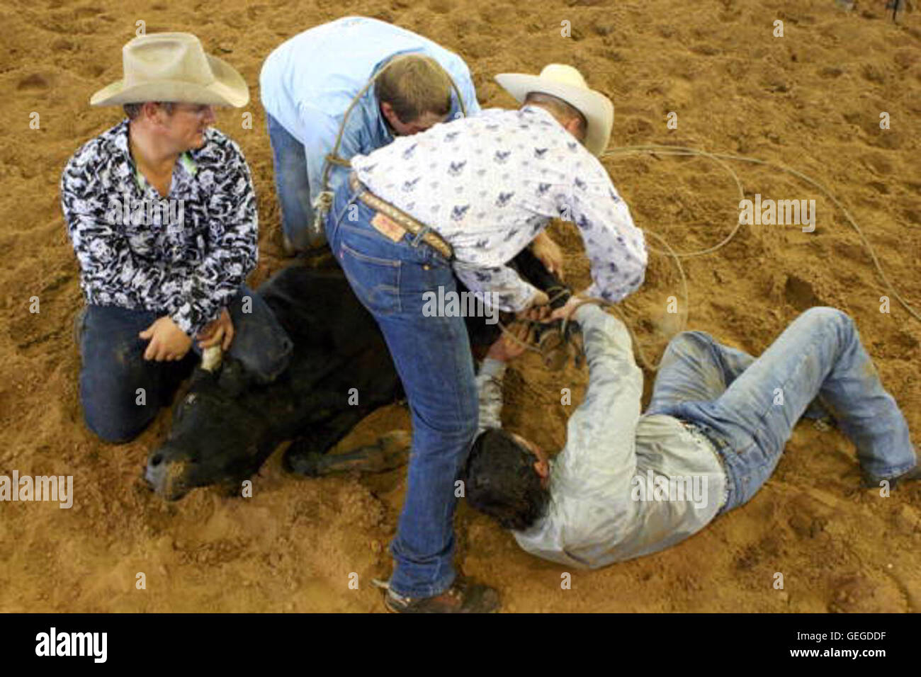 A photograph of cowboys roping a calf at the Okee Ranch rodeo ...