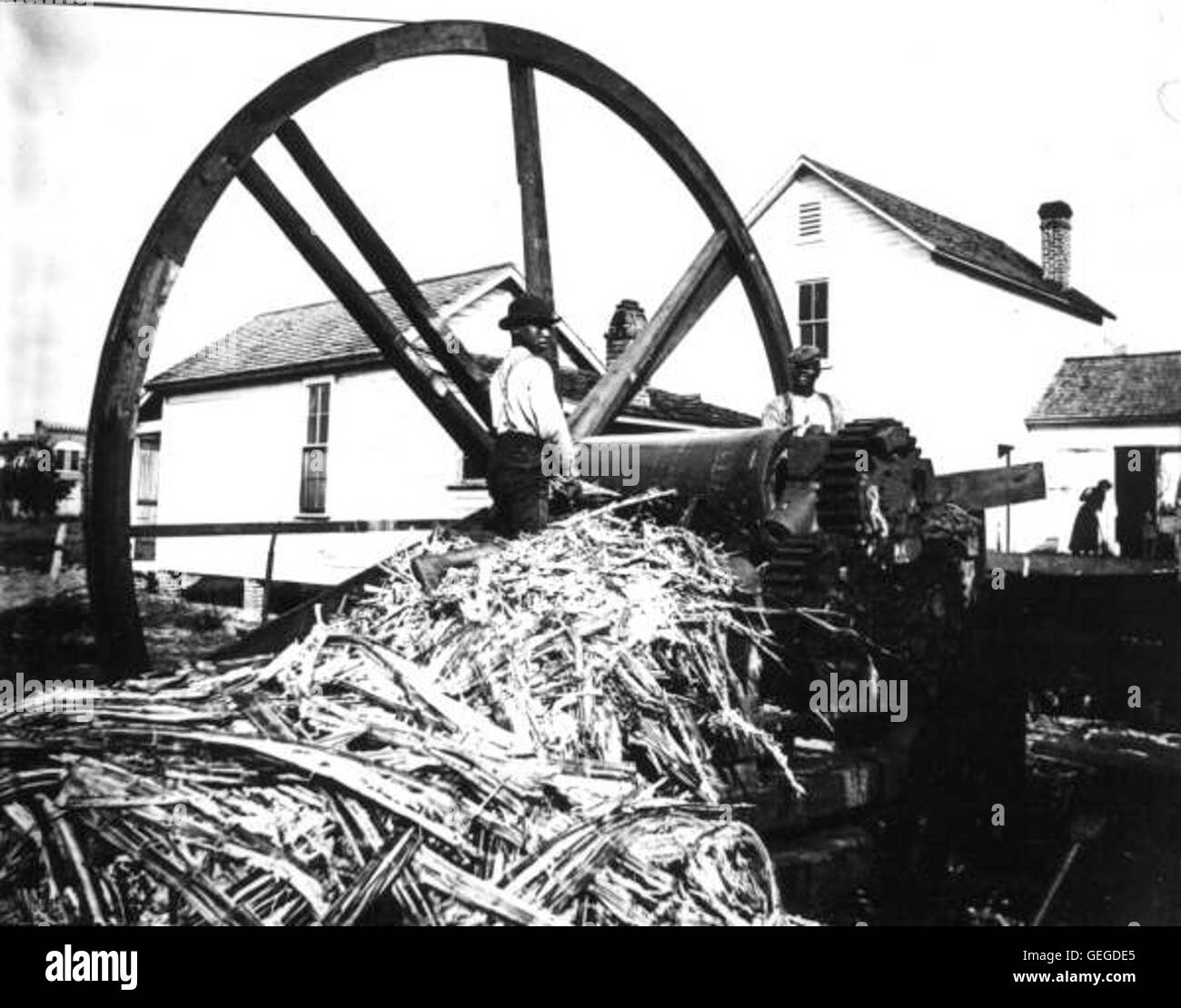 Feeding cane through a grinder captures an agricultural process used in ...