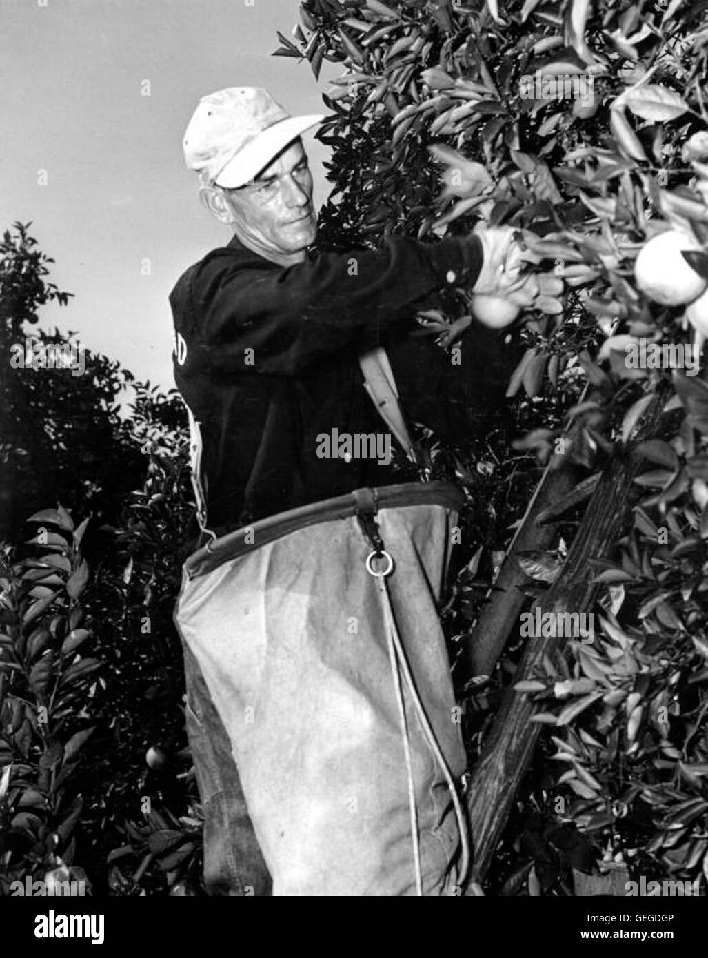 A photograph showing workers picking citrus fruit in Orlando, Florida ...
