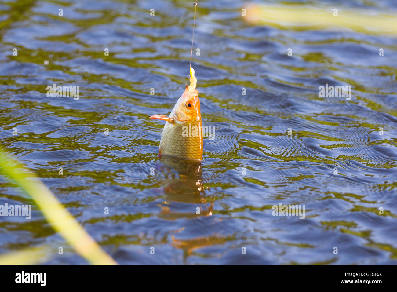 fishing on freshwater lakes in the reeds Stock Photo - Alamy