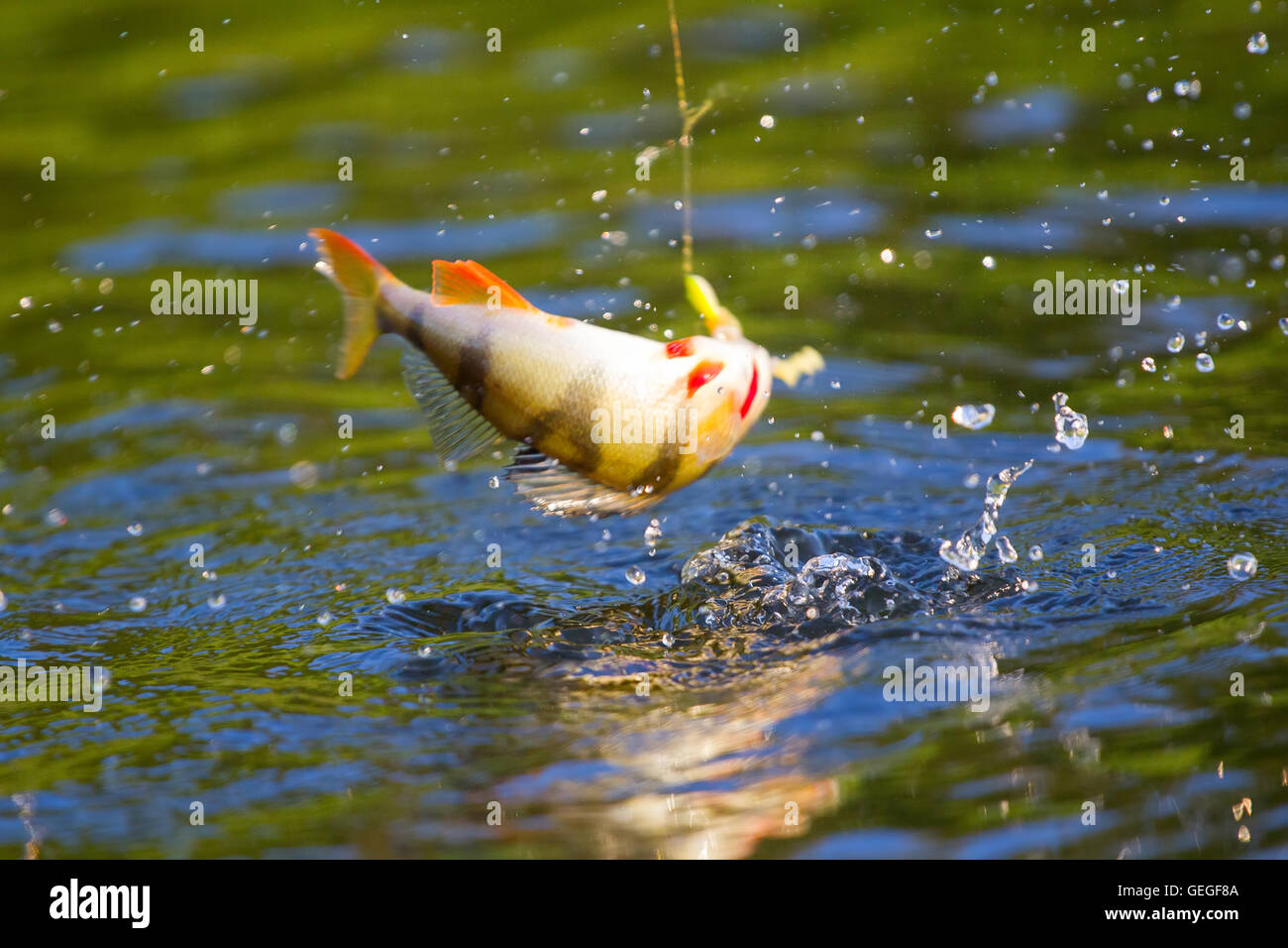 fishing on freshwater lakes in the reeds Stock Photo - Alamy