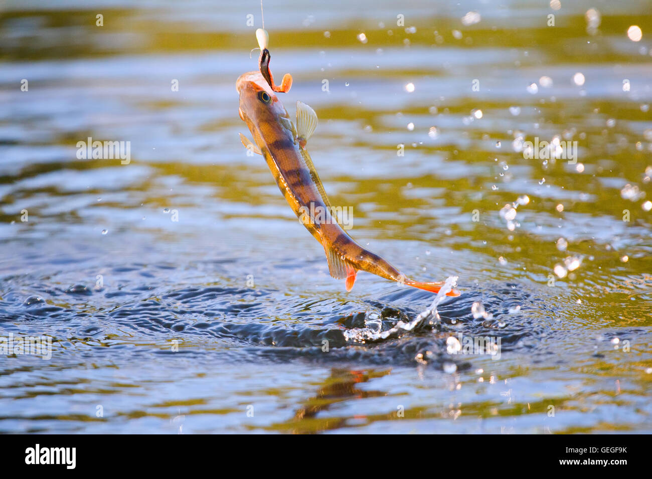 fishing on freshwater lakes in the reeds Stock Photo - Alamy