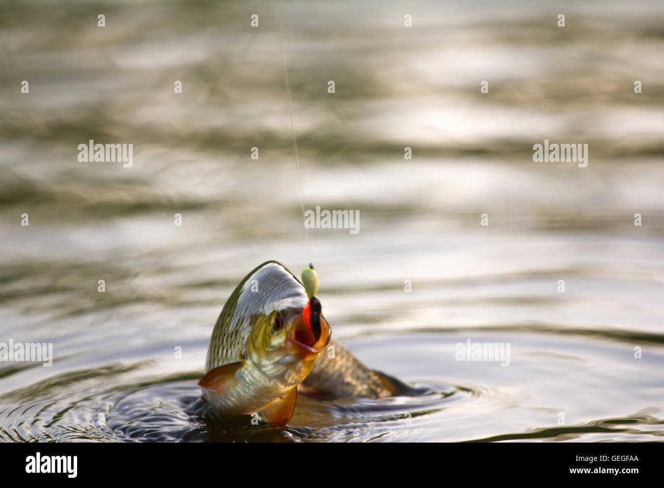 fishing on freshwater lakes in the reeds Stock Photo - Alamy