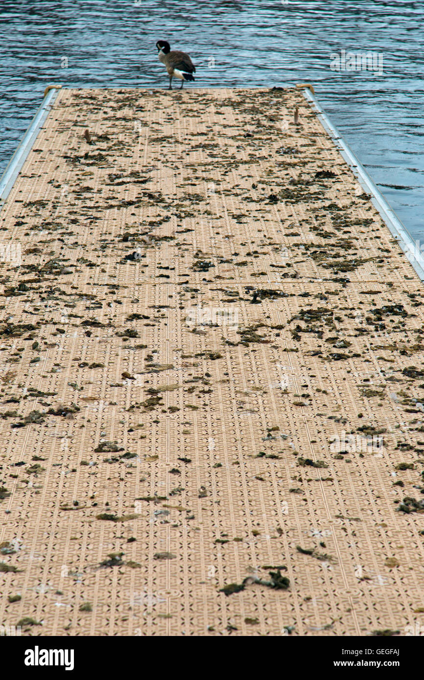 Droppings on mooring ramp on River Thames caused by resting Canada ...