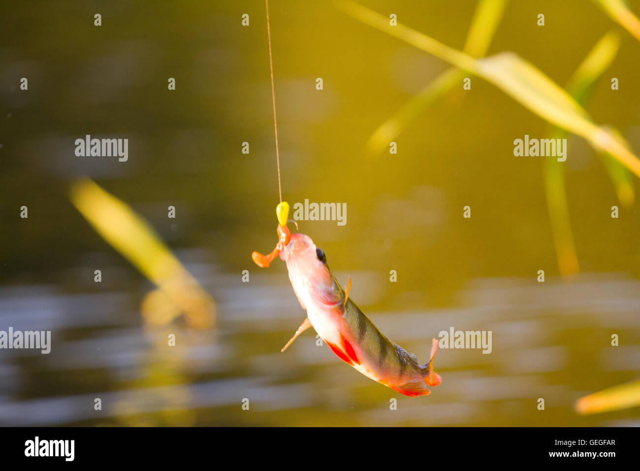 fishing on freshwater lakes in the reeds Stock Photo - Alamy