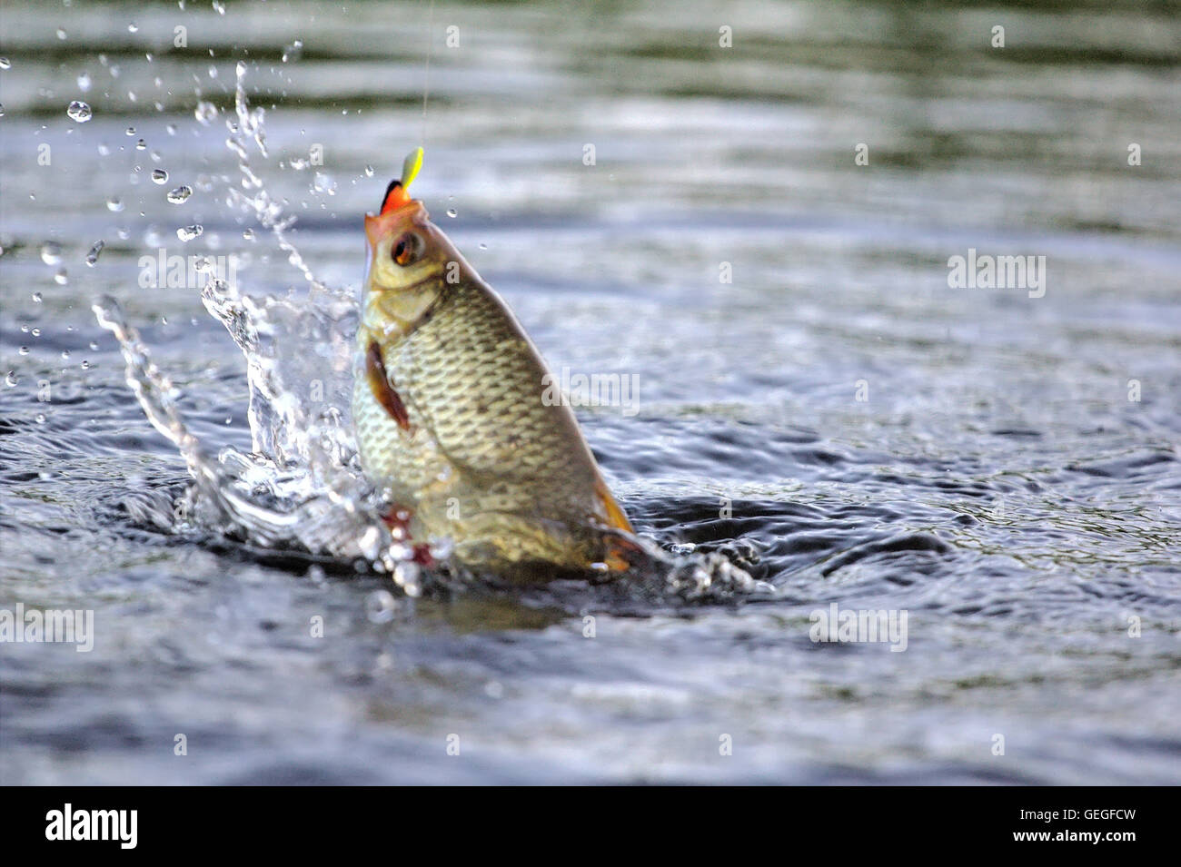fishing on freshwater lakes in the reeds Stock Photo - Alamy