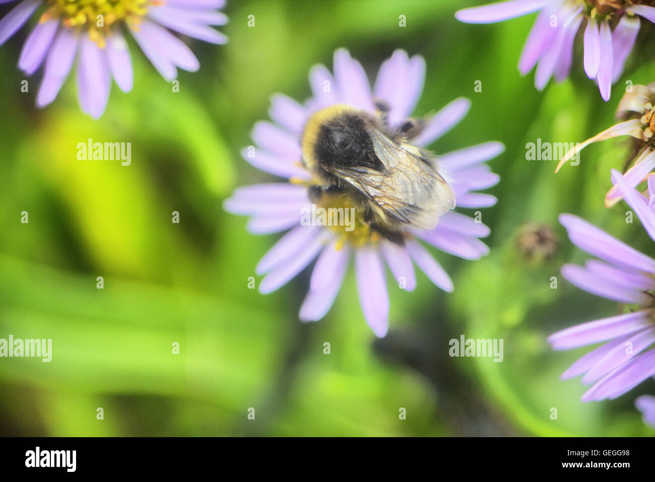 bumblebees on flowers fly for nectar Stock Photo - Alamy
