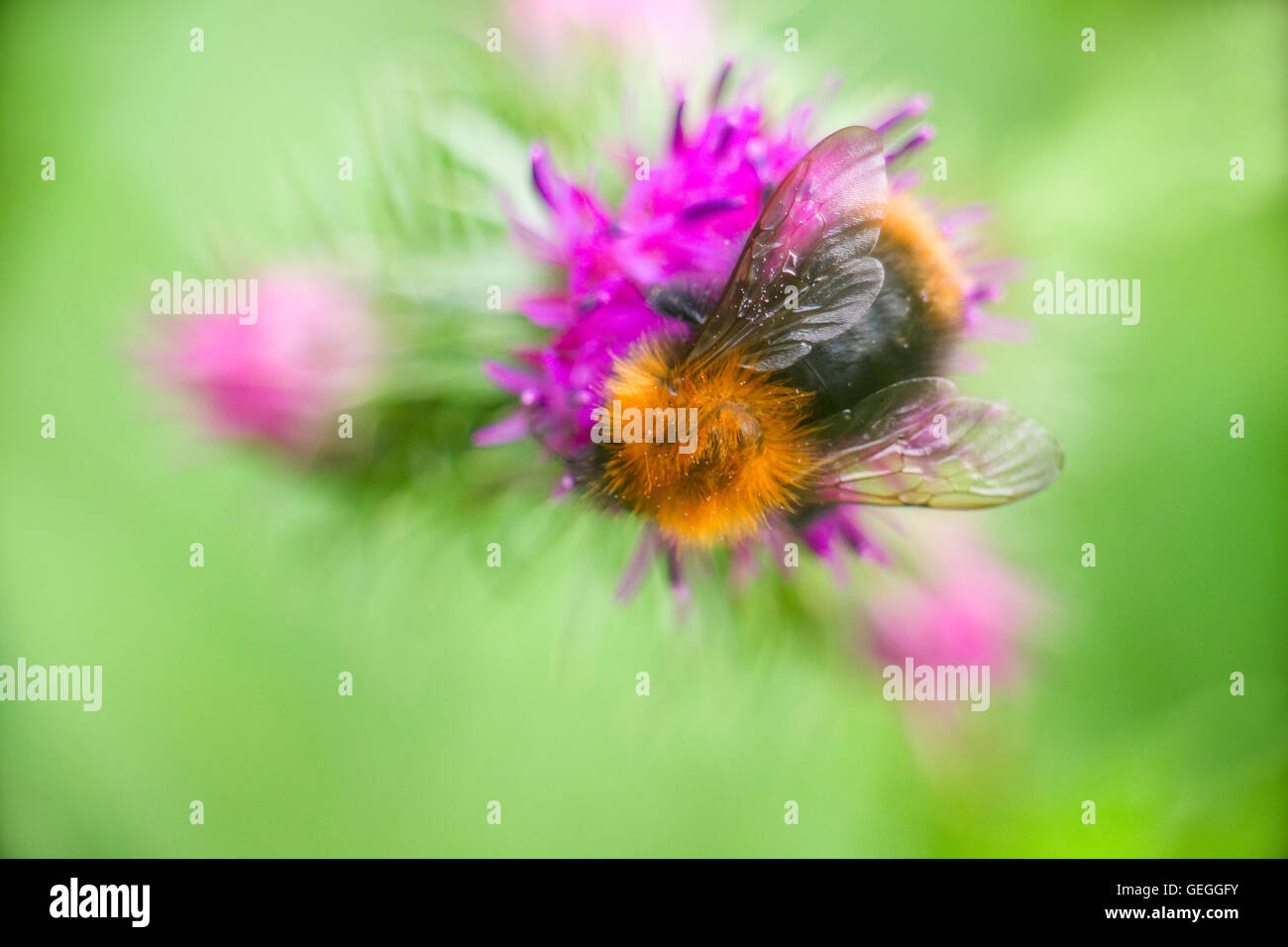 bumblebees on flowers fly for nectar Stock Photo - Alamy
