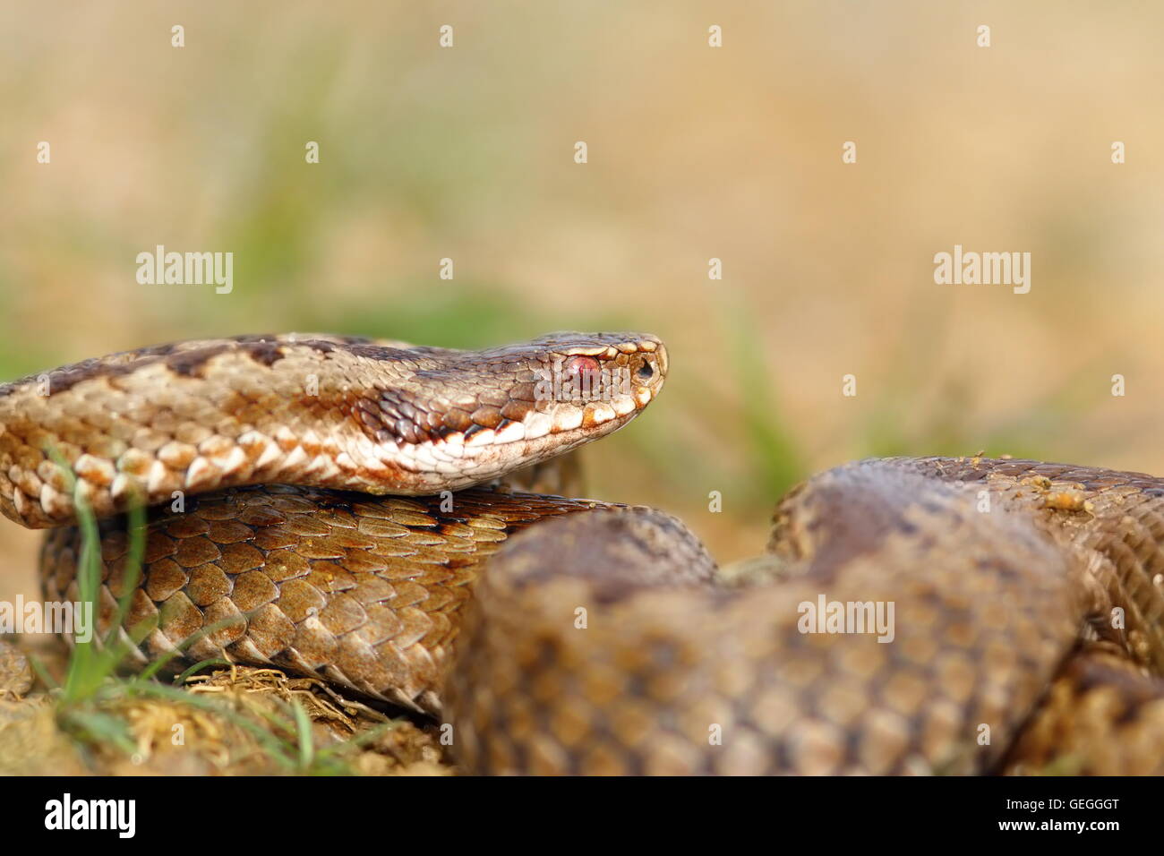closeup of female crossed european viper in natural habitat ( Vipera ...