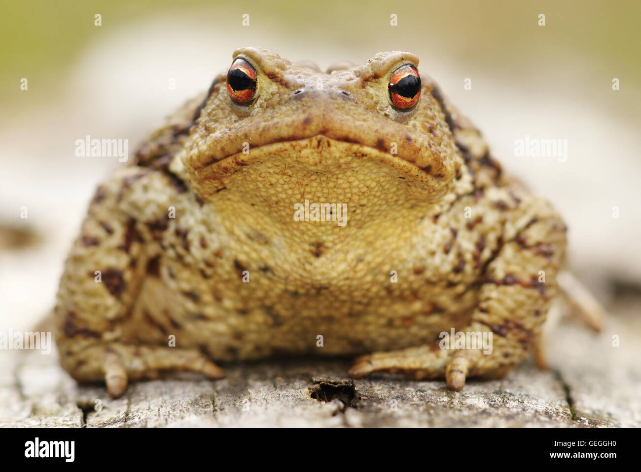 portrait of common toad ( Bufo bufo, macro image Stock Photo - Alamy