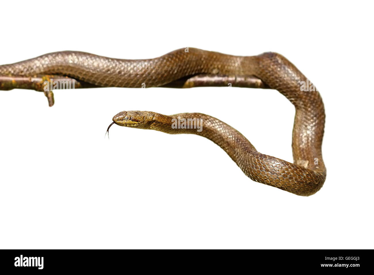 Smooth species Cut Out Stock Images & Pictures - Alamy